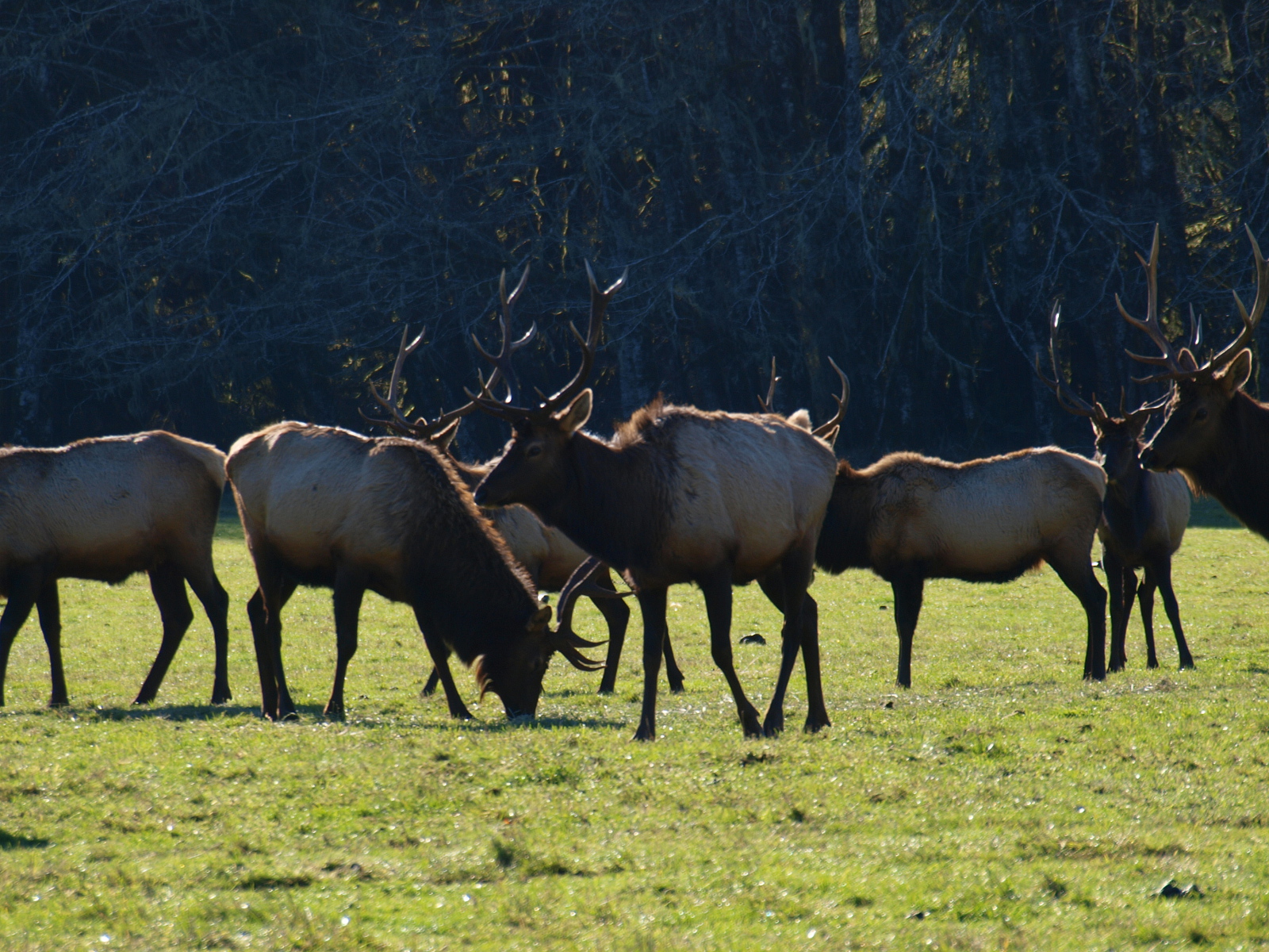 Jewell Meadows Wildlife Area - Pacific Northwest Photoblog
