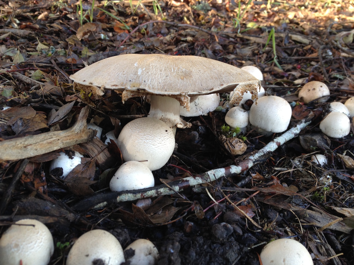 Mushrooms of Oregon identification and pictures - Pacific Northwest ...