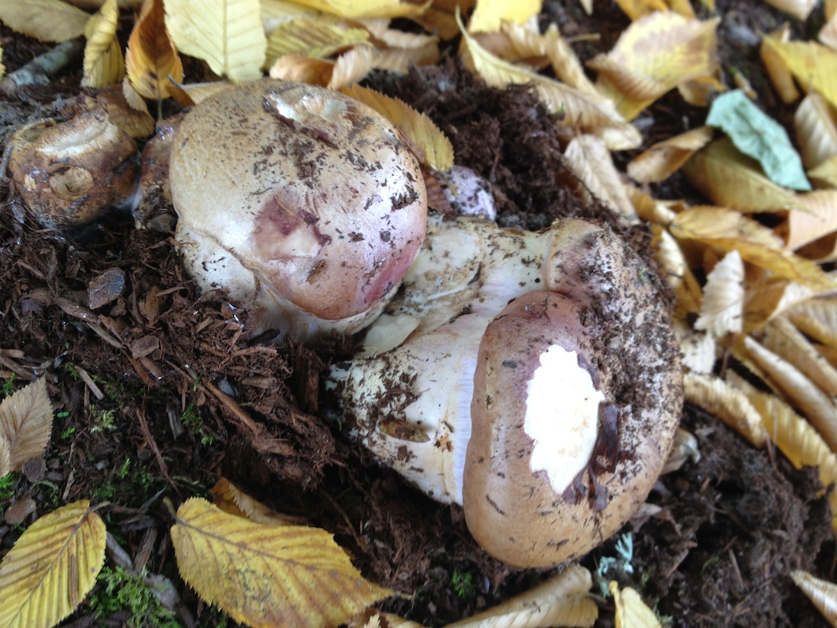 Mushrooms of Oregon identification and pictures - Pacific Northwest ...