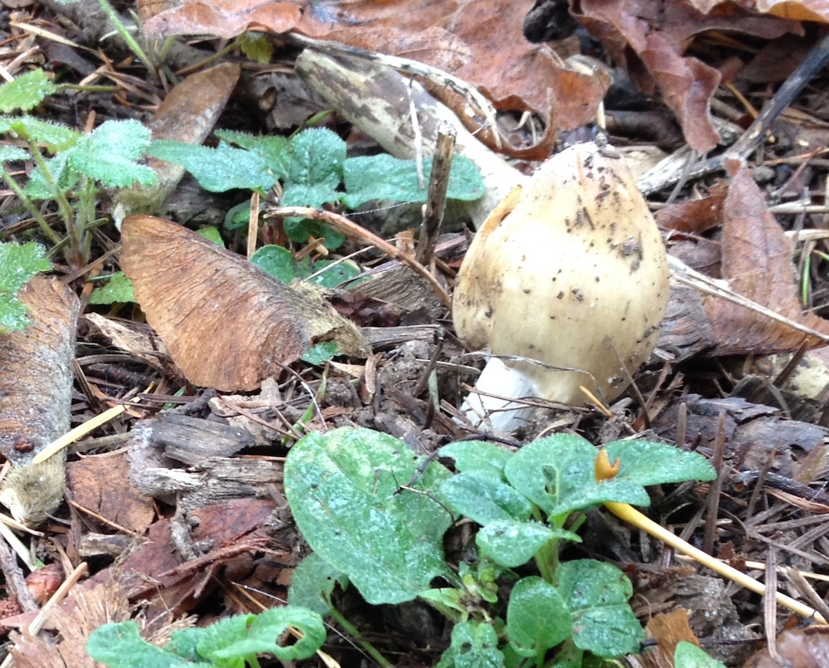 Mushrooms of Oregon identification and pictures - Pacific Northwest ...