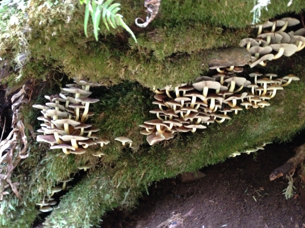 Mushrooms of Oregon identification and pictures - Pacific Northwest ...
