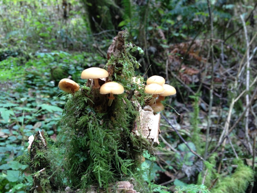 Mushrooms of Oregon identification and pictures - Pacific Northwest ...