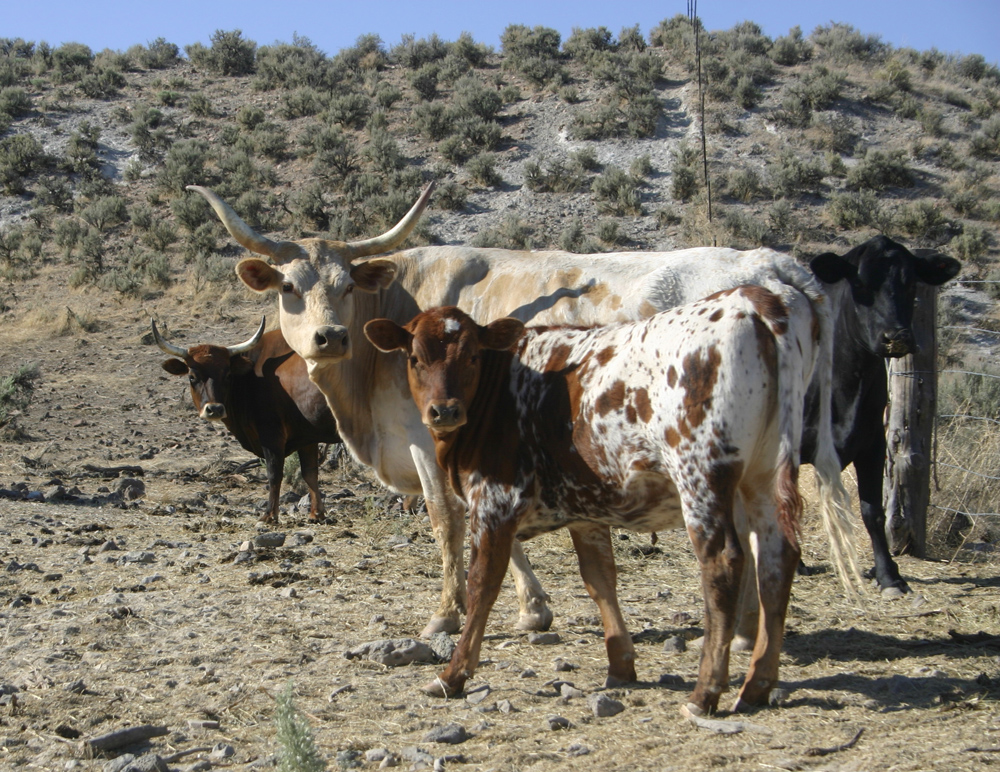 Ghost town of Westfall Oregon (Bully) - Pacific Northwest Photoblog